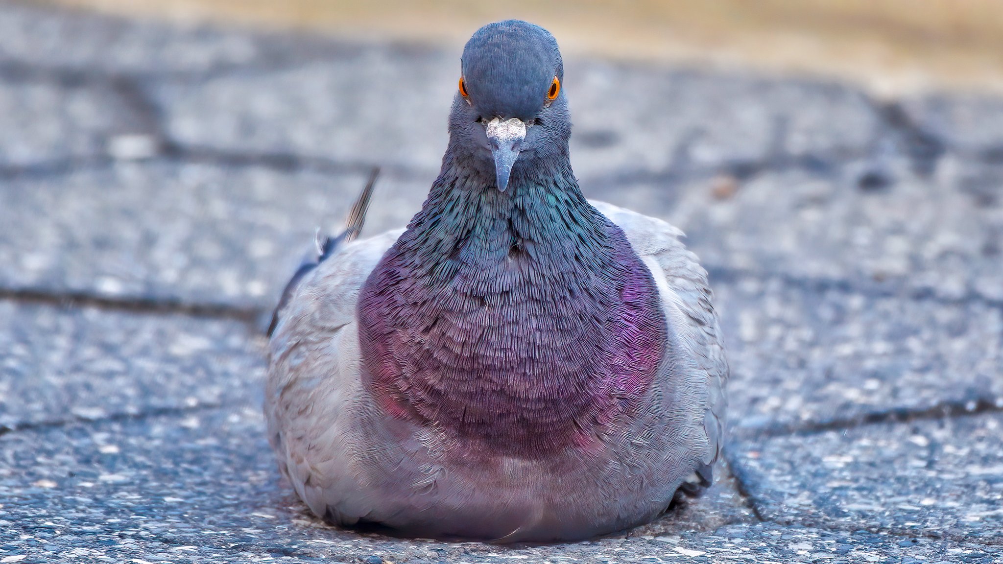 The War Pigeon Cher Ami