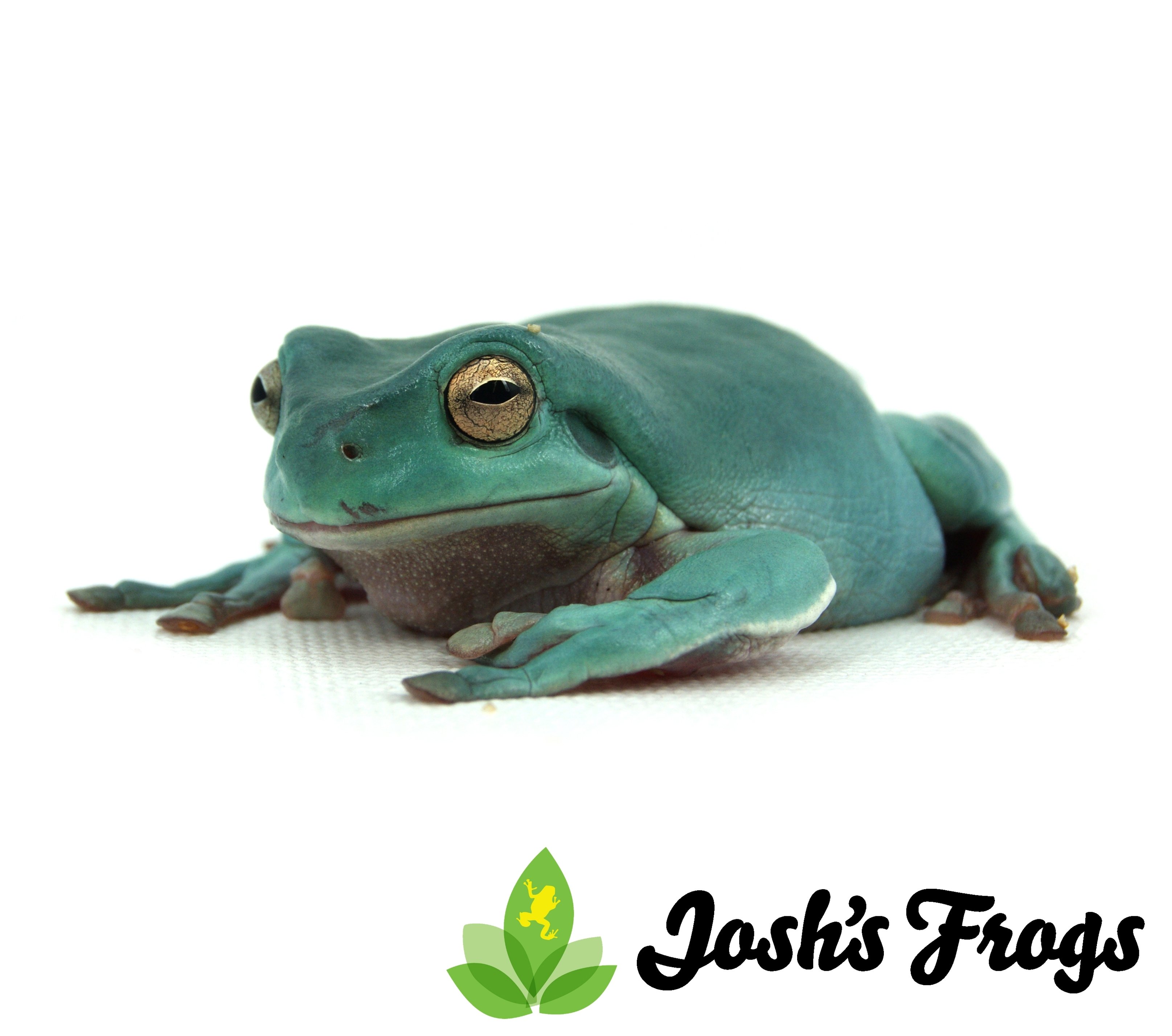 Blue Dumpy Tree Frogs