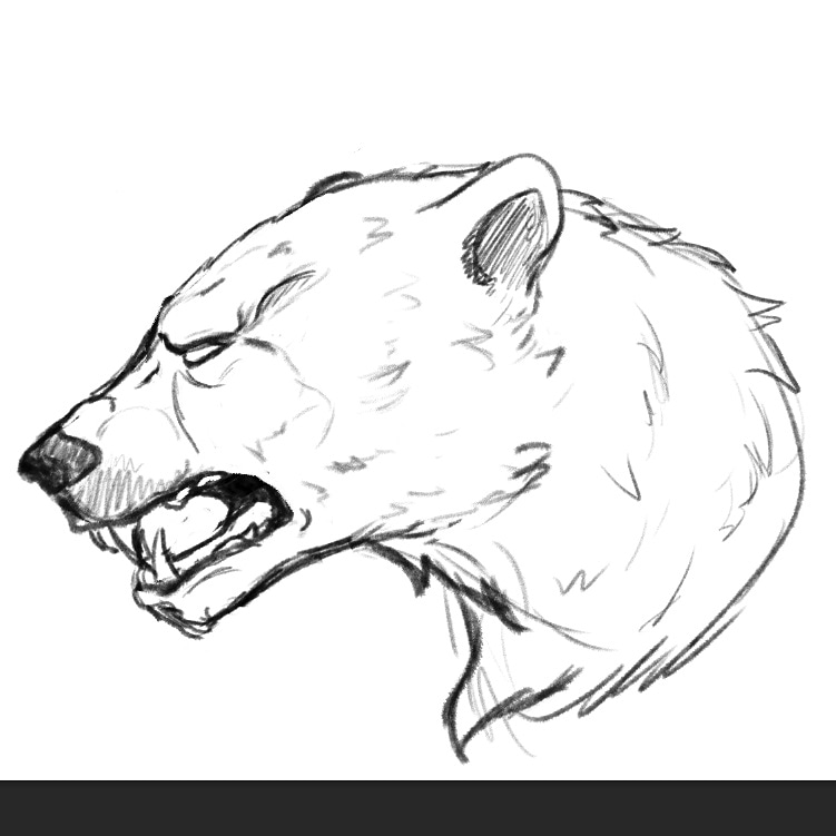 Angry Polar Bear Drawing