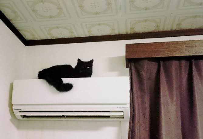 ねこにも@猫に人生捧げてる人 (@nekonimocats) | Twitter