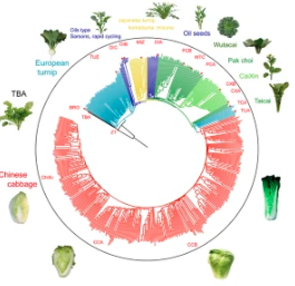 Brassica Rapa Diagram