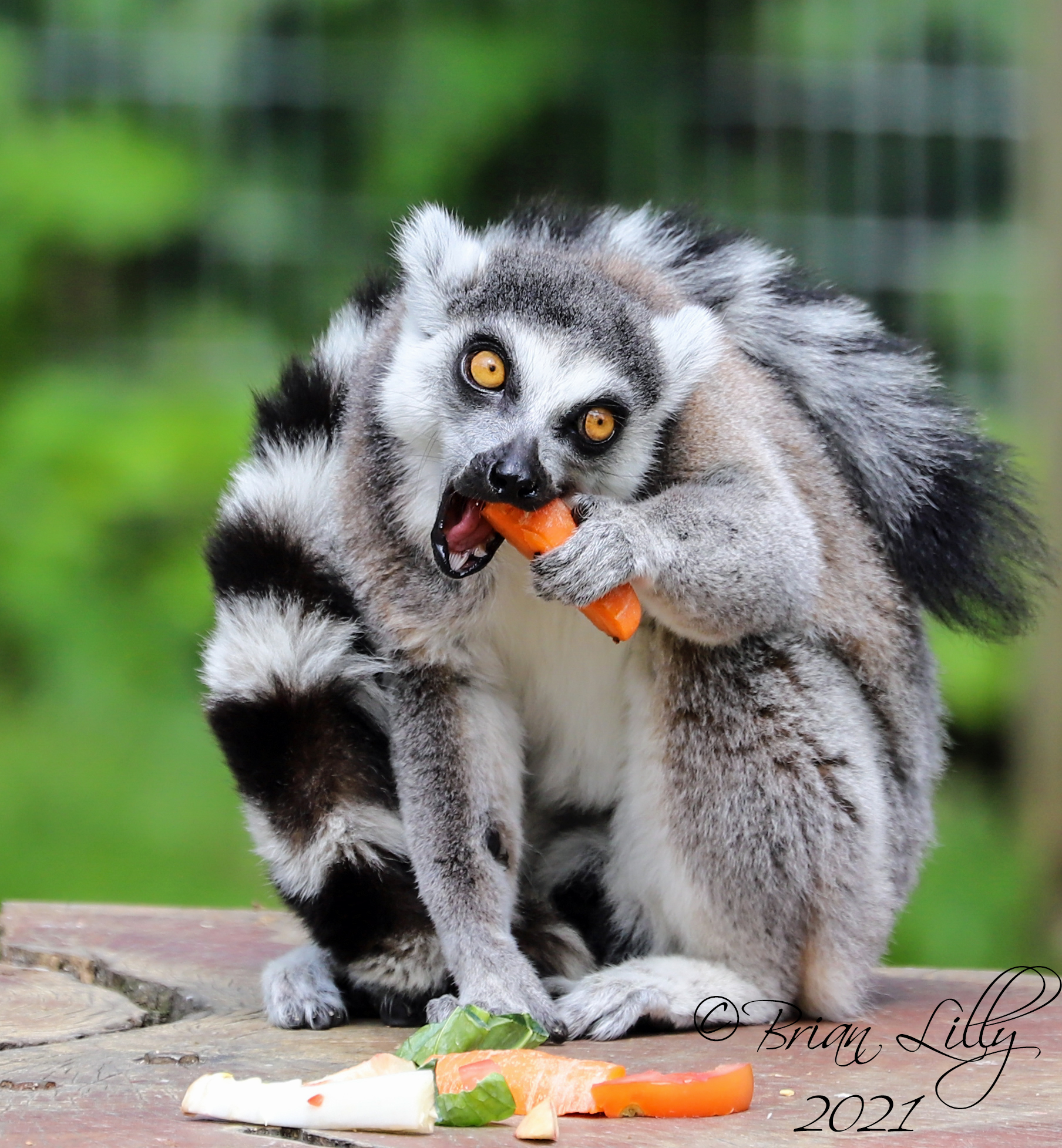Ring Tailed Lemur Eating