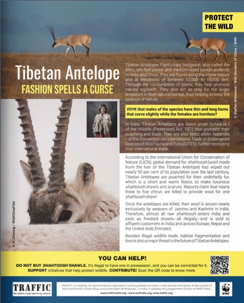 Tibetan Antelope Shahtoosh