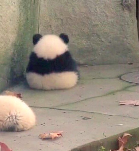 Sad Panda Memes