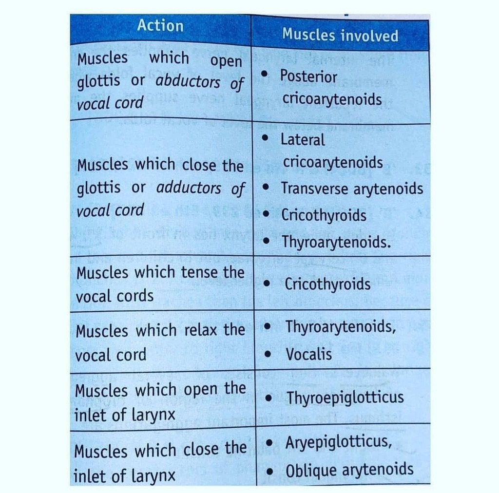 Extrinsic Muscles Of Larynx