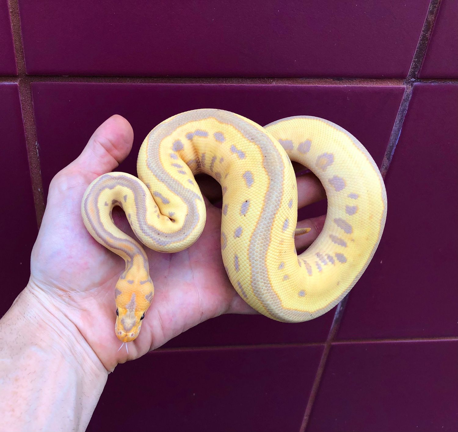 Banana Clown Ball Python