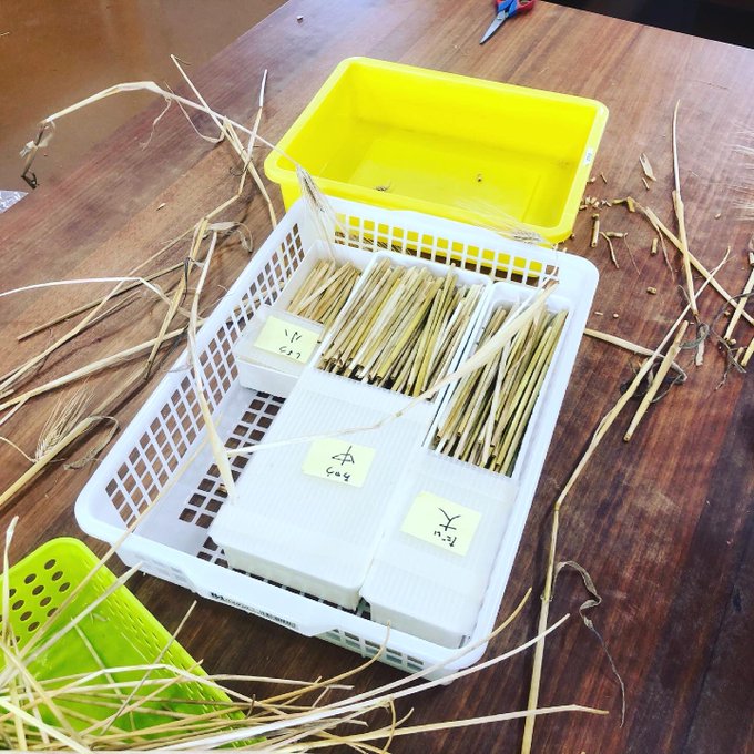 有機小麦ふすま「素材舎」保田商店(@sozaiya) - Twilog