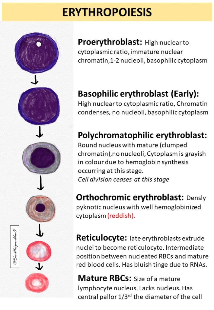 Proerythroblast