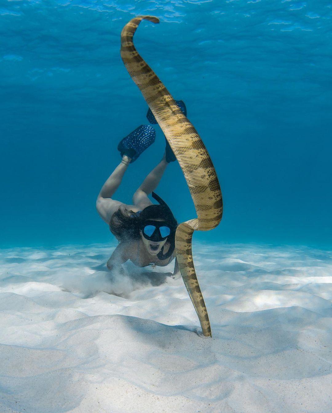 Largest Underwater Snake