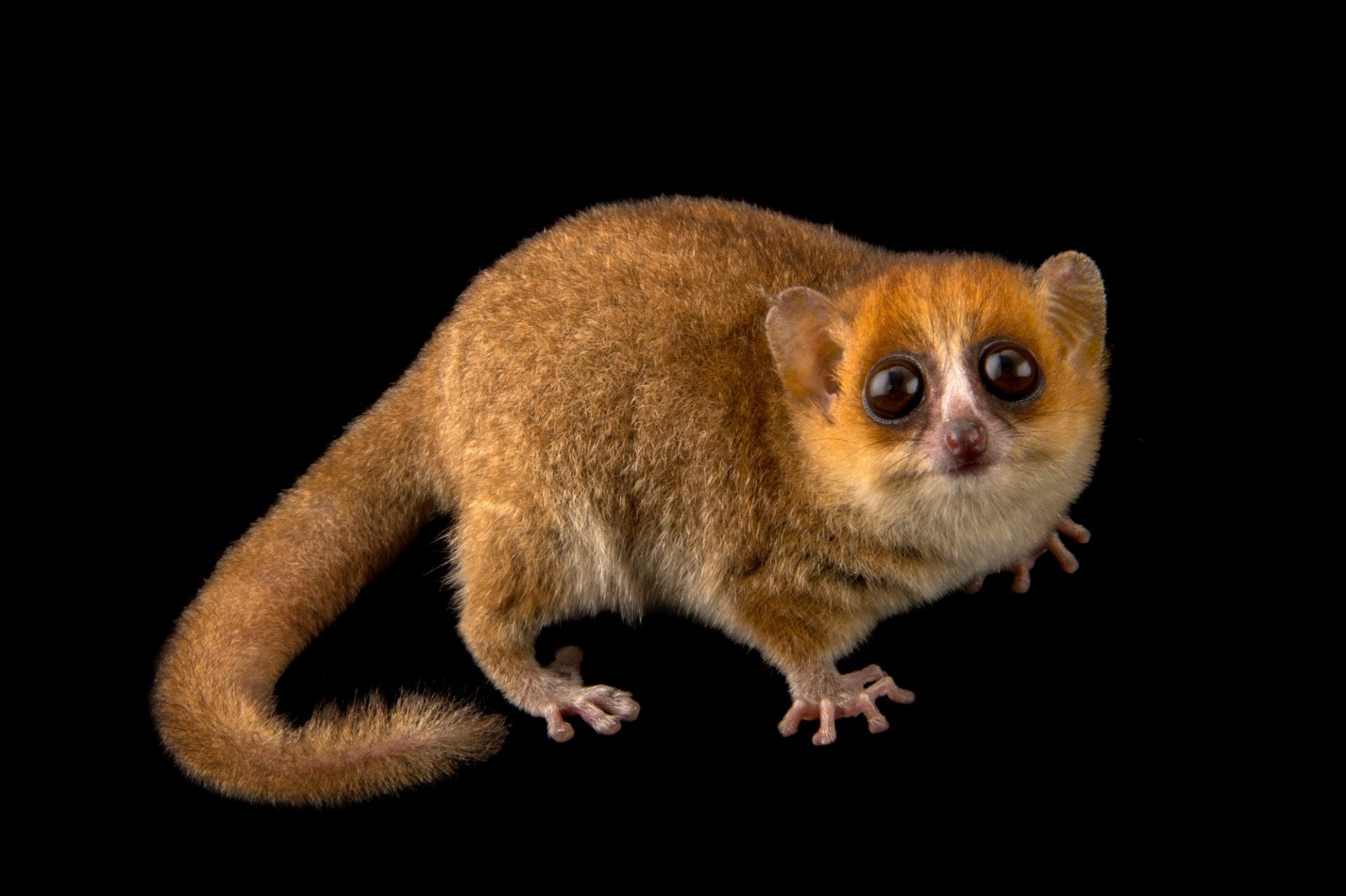 Goodmans Mouse Lemur