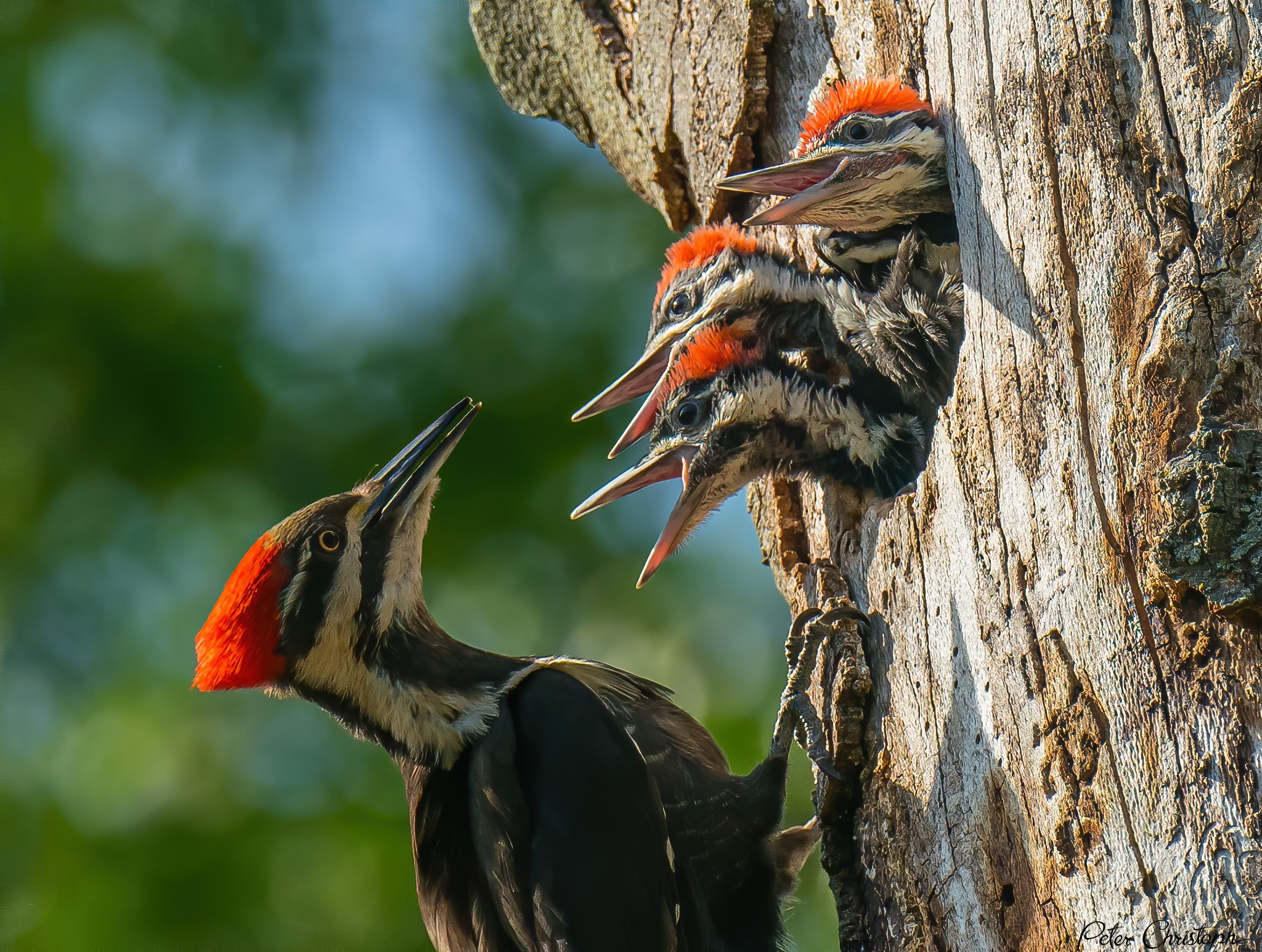 Pileated Woodpecker Eggs