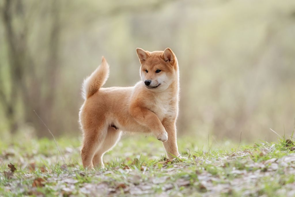 Why Did Shiba Inus Almost Go Extinct