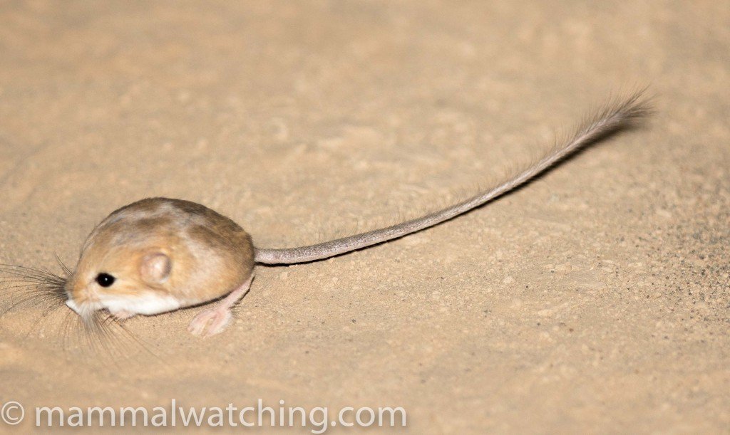 Pygmy Jerboa