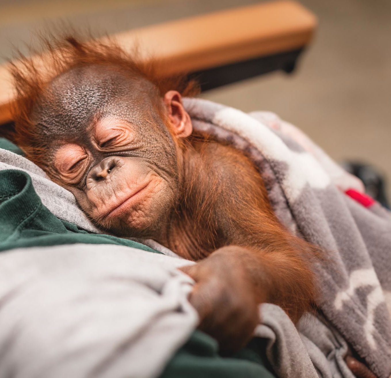 Crying Orangutan