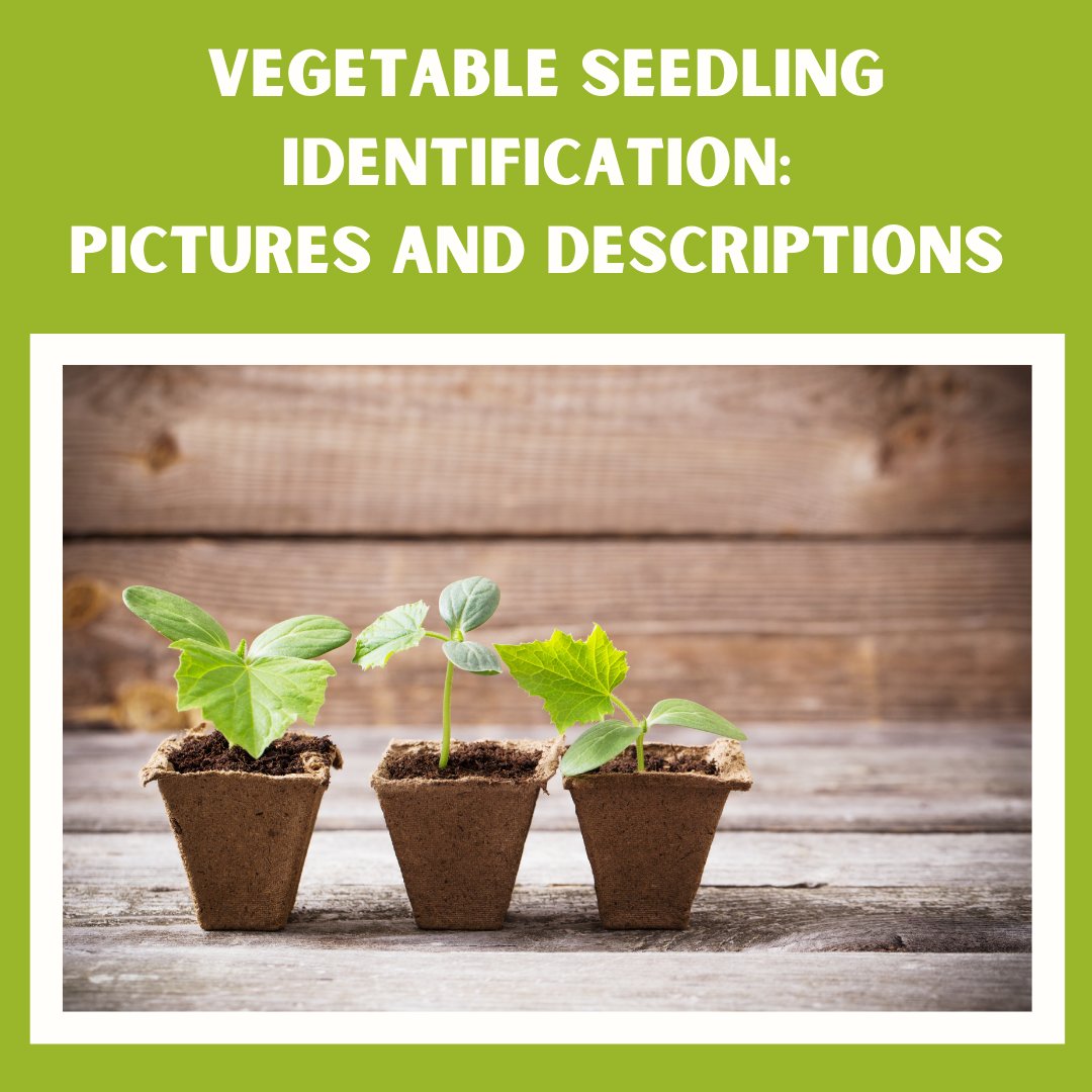 Identify Vegetable Seedlings