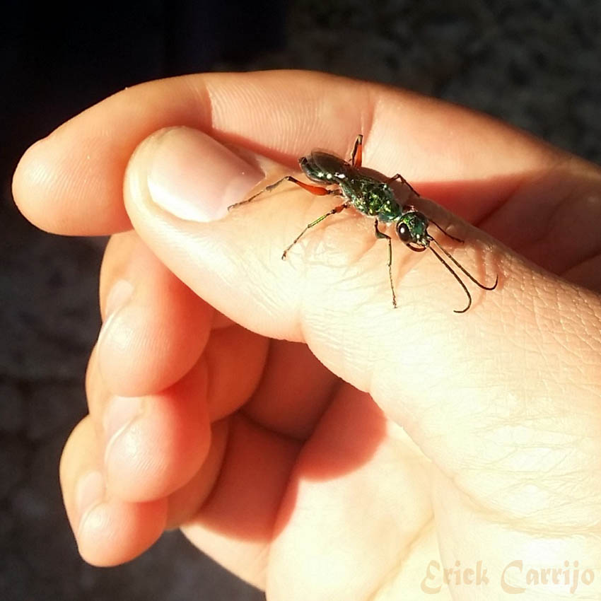 Thread by @ElfaDosInsetos on Thread Reader App – Thread Reader App