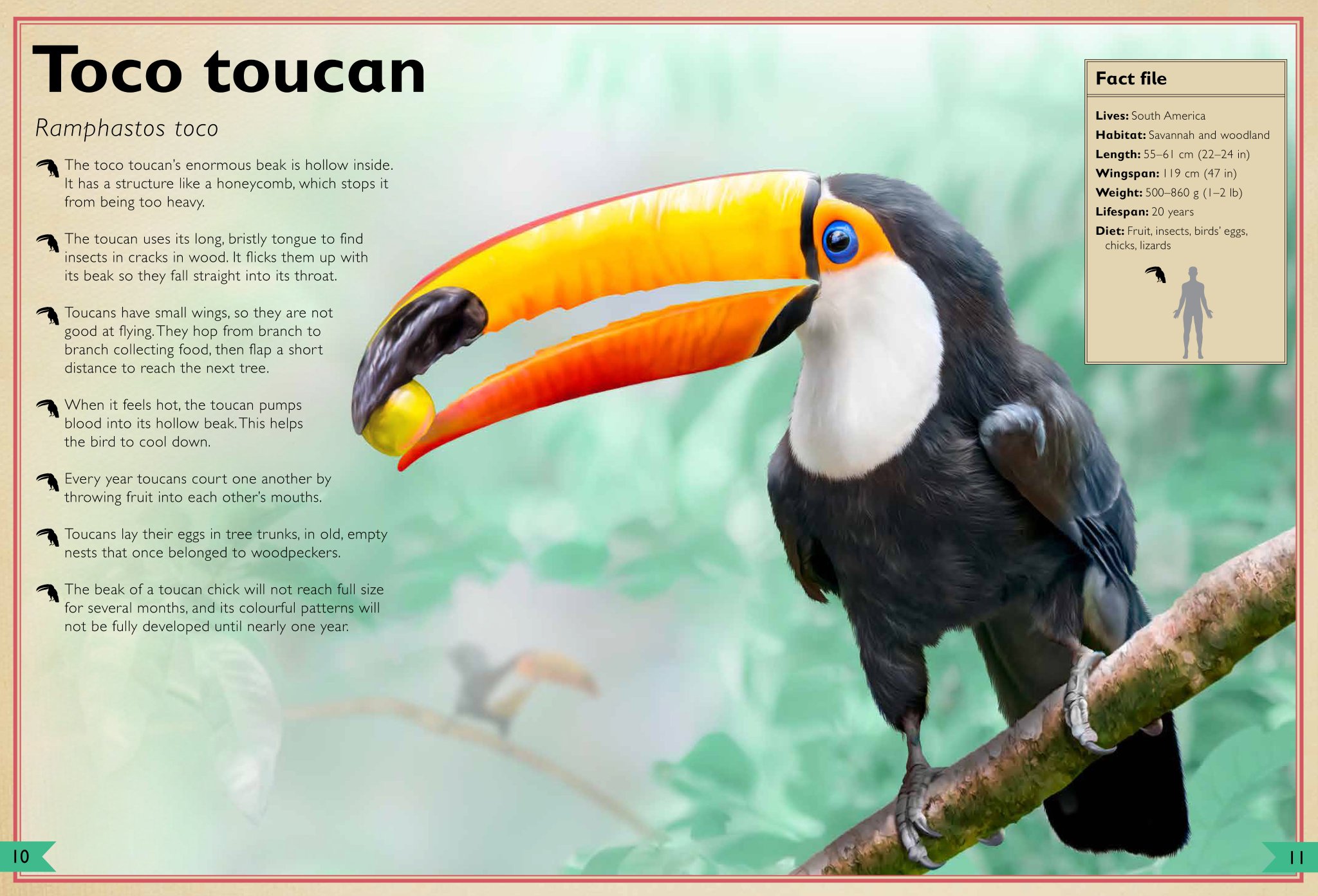 Toco Toucan Habitat
