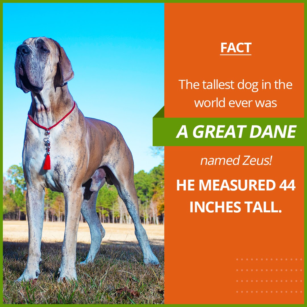 Largest Dog In The World Zeus