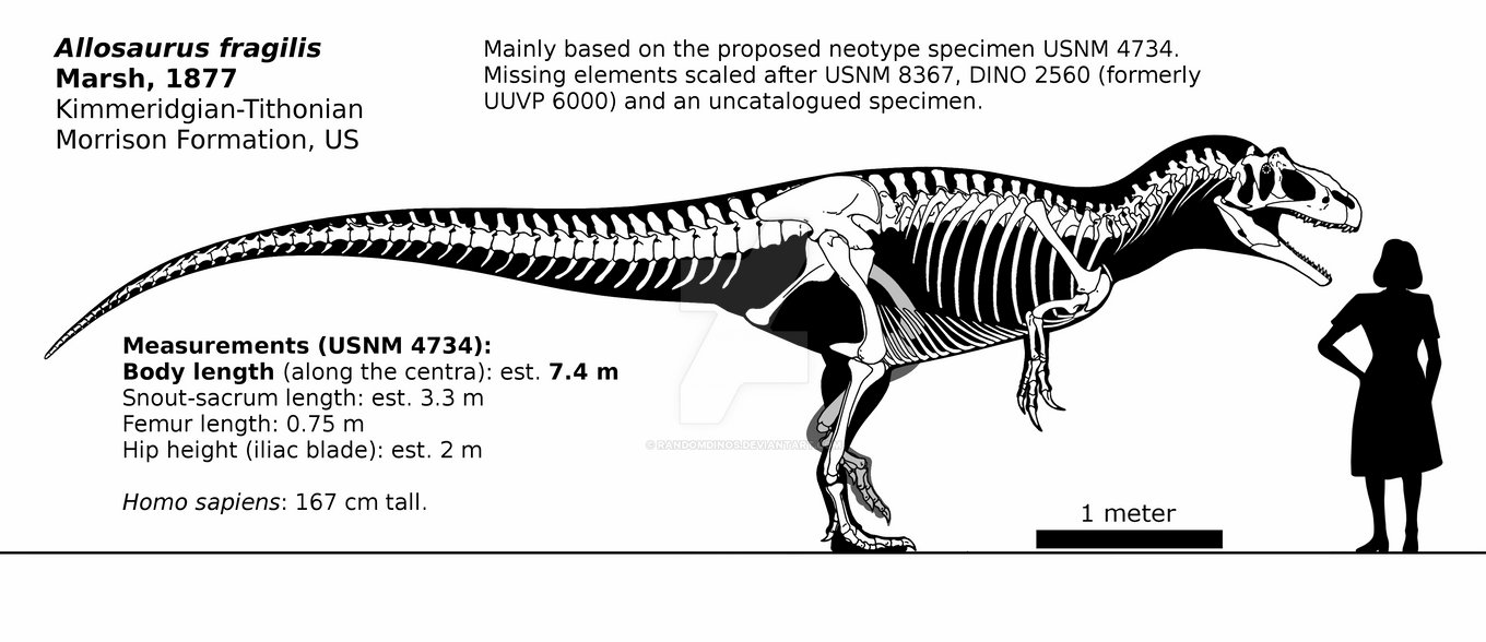 Allosaurus Skeleton Labeled