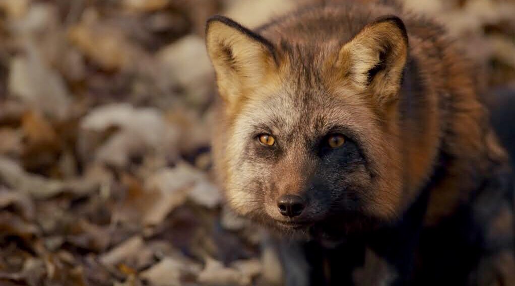WICKED LEGACIES -> Fox Form