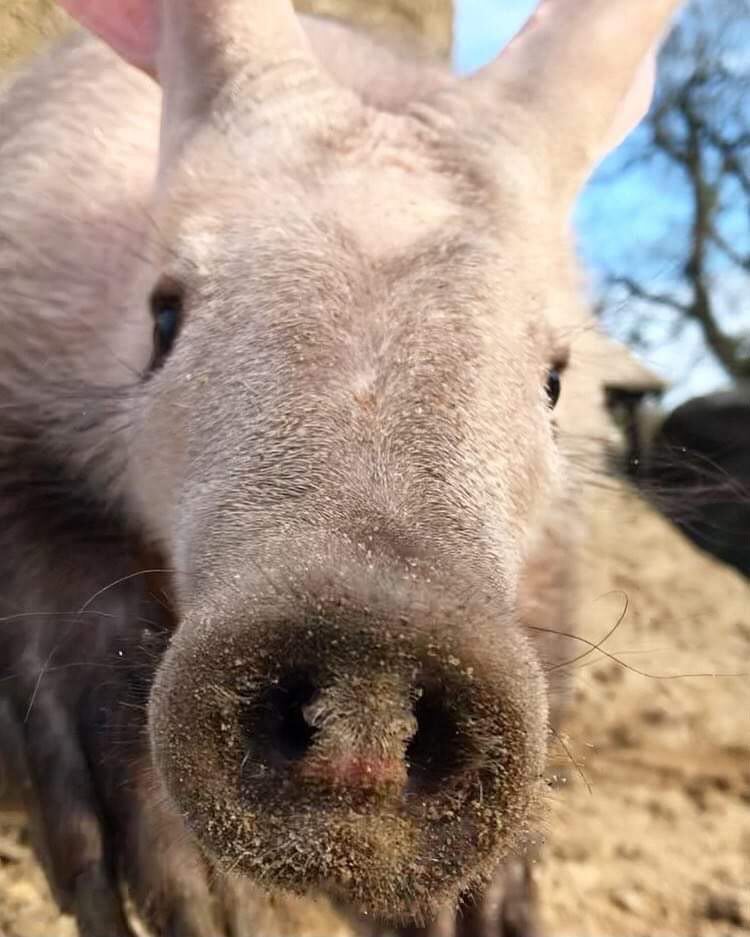 Aardvark Nose
