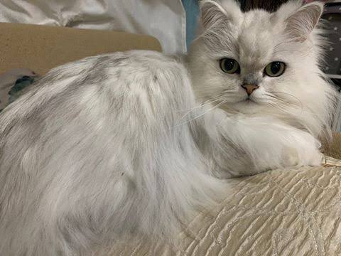 ねこにも@猫に人生捧げてる人 (@nekonimocats) | Twitter