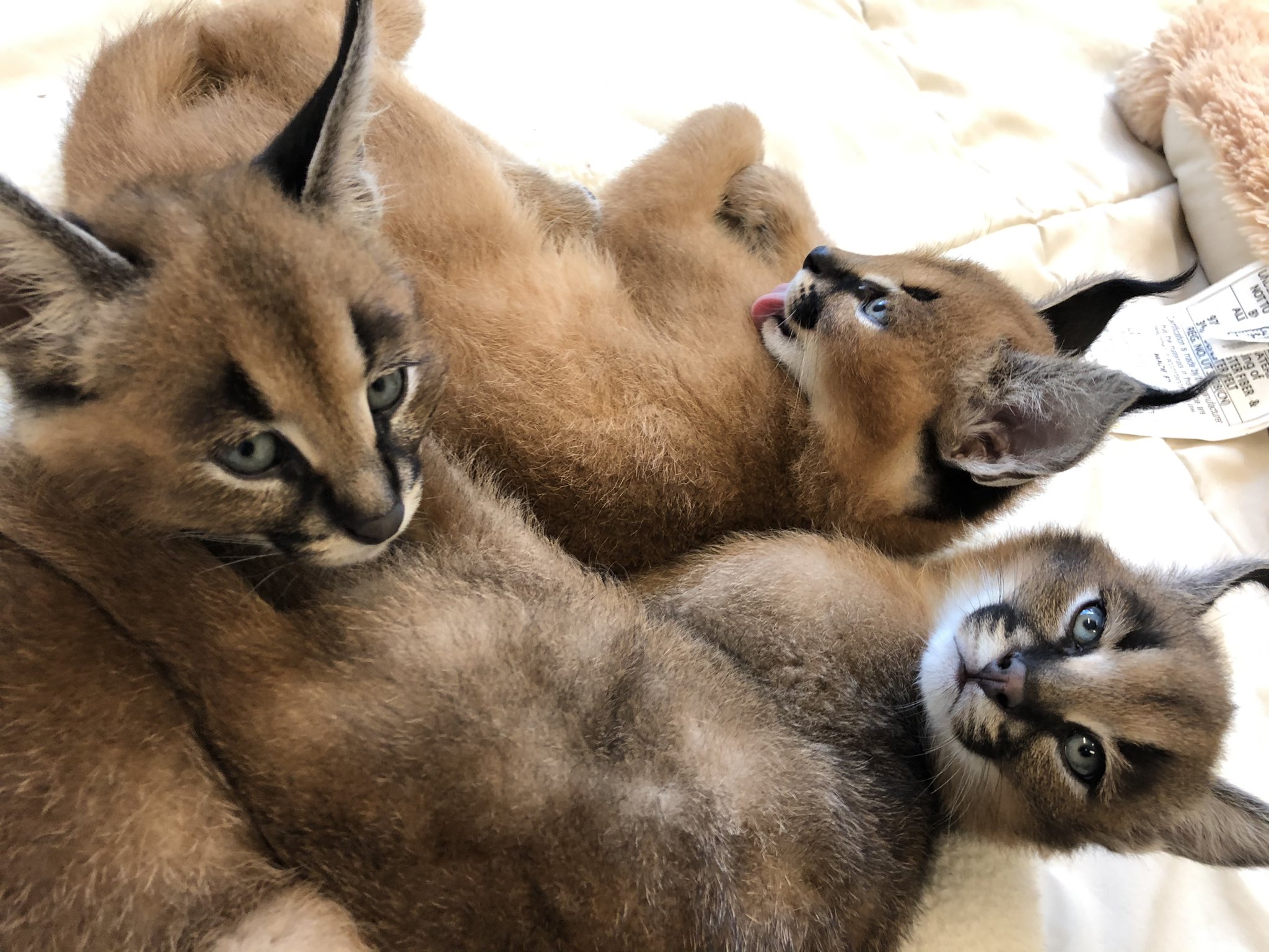 Cute Caracal Kittens