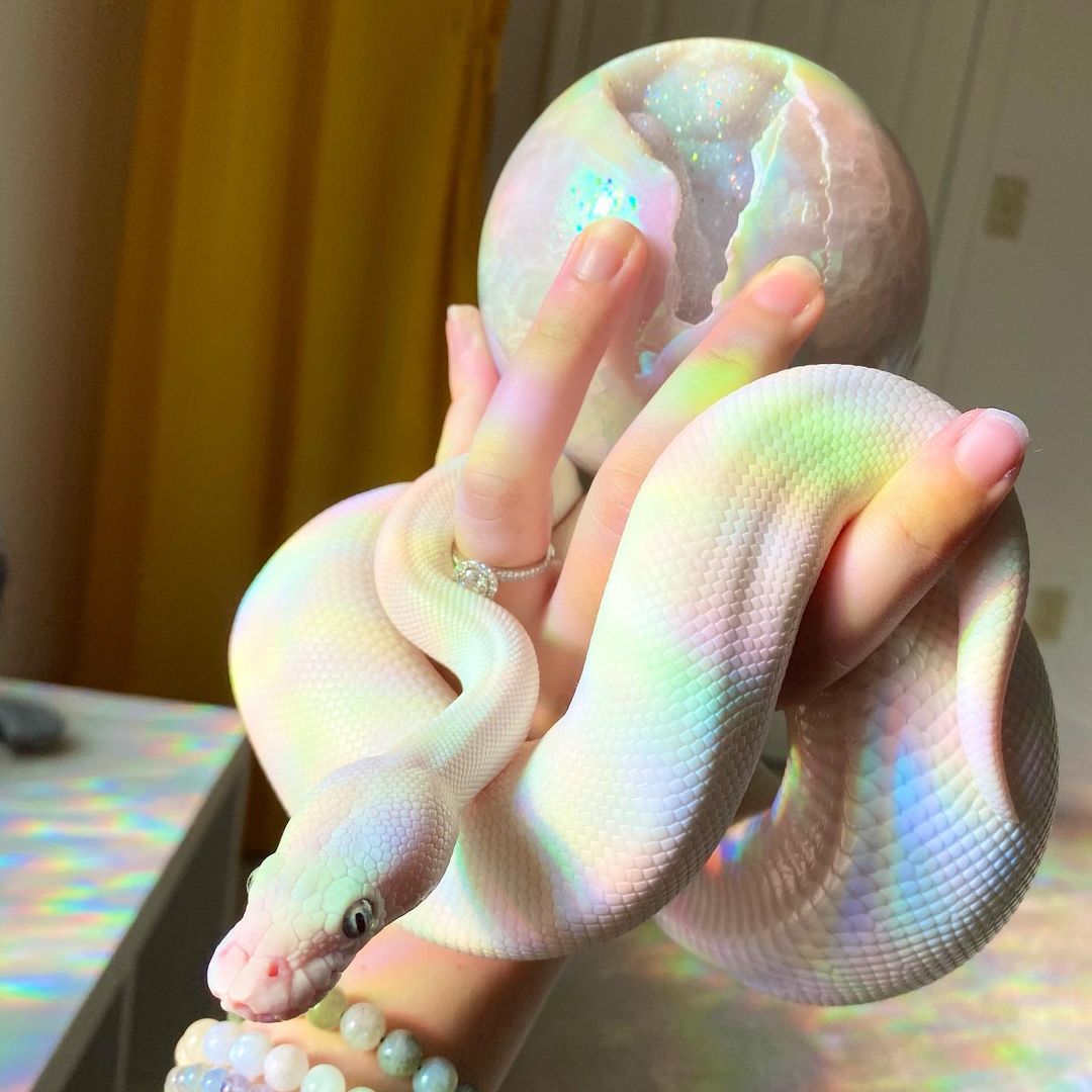 Pastel Rainbow Snake