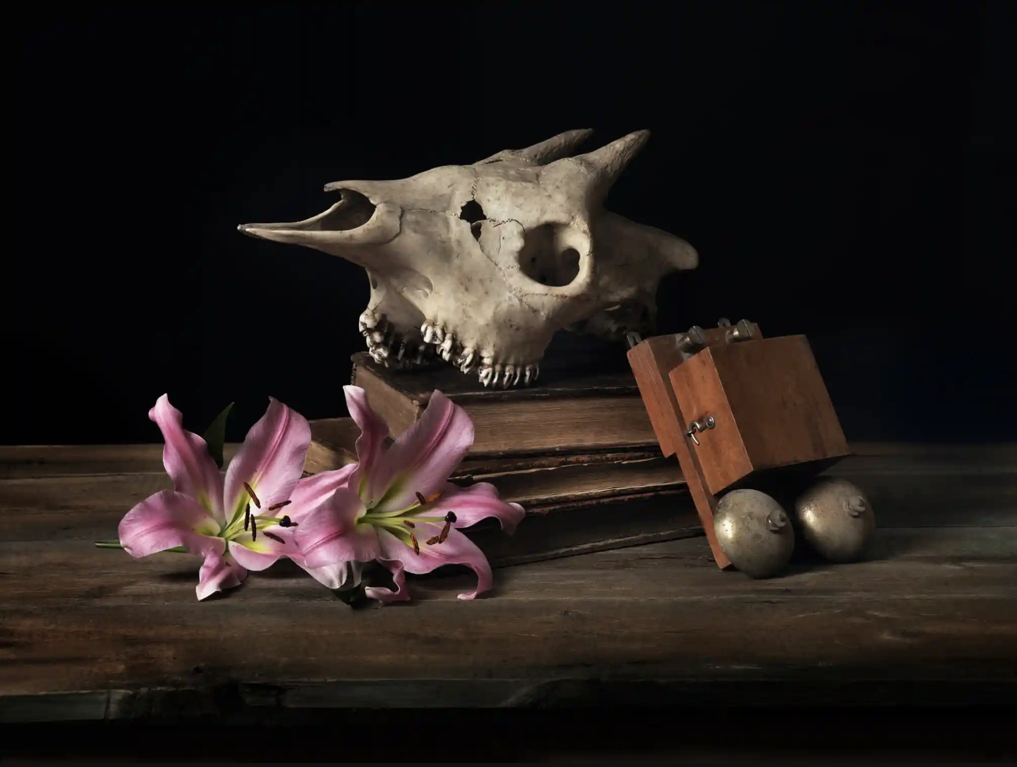 Still Life Photography Animals