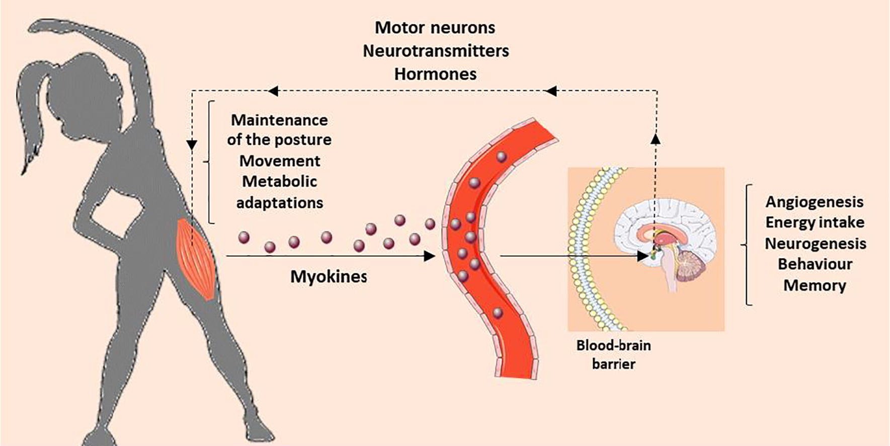Physio Meets Science on Twitter: "Review Hypothalamus-skeletal muscle crosstalk during exercise ...