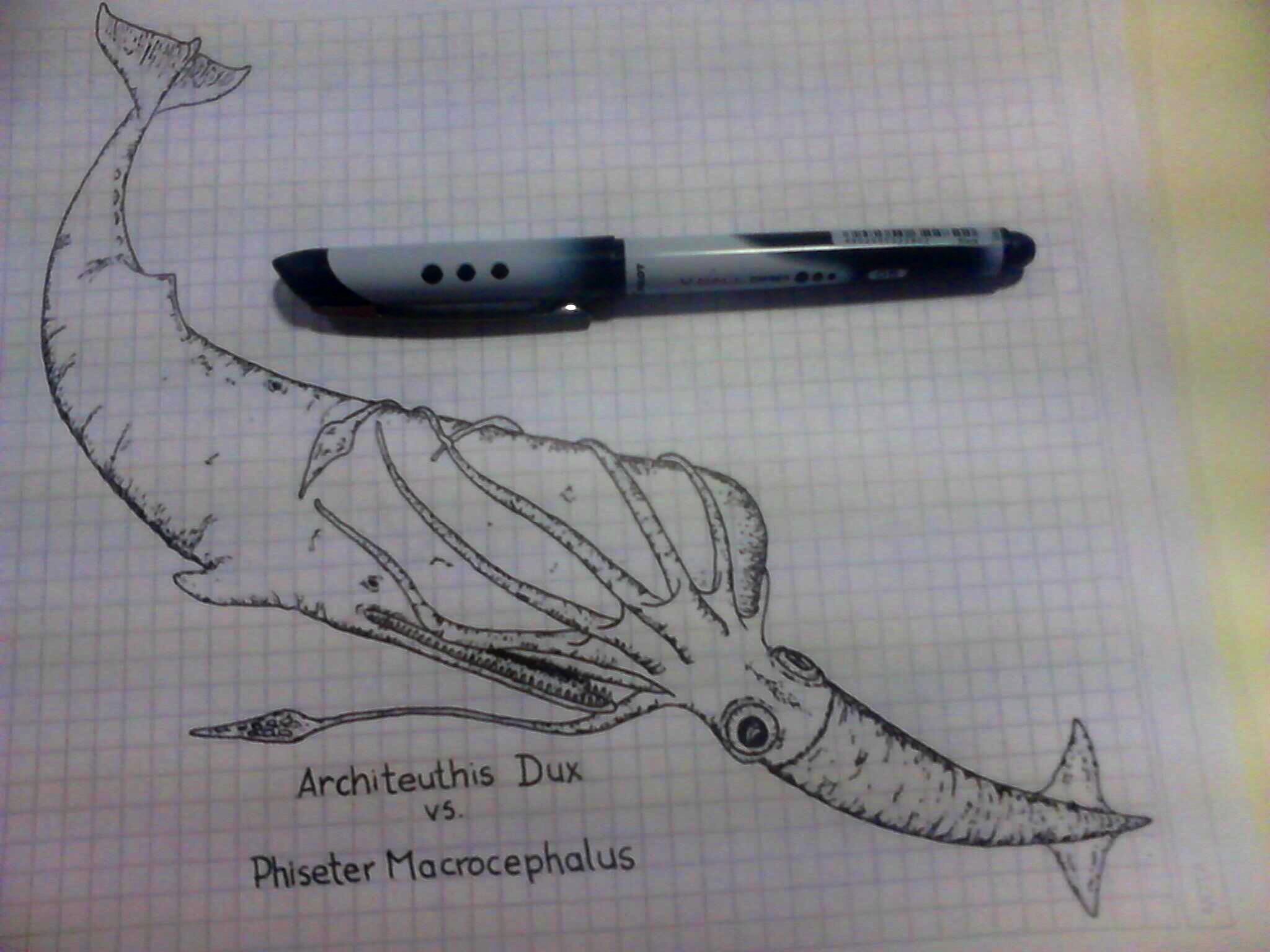 Cachalote Vs Calamar Gigante