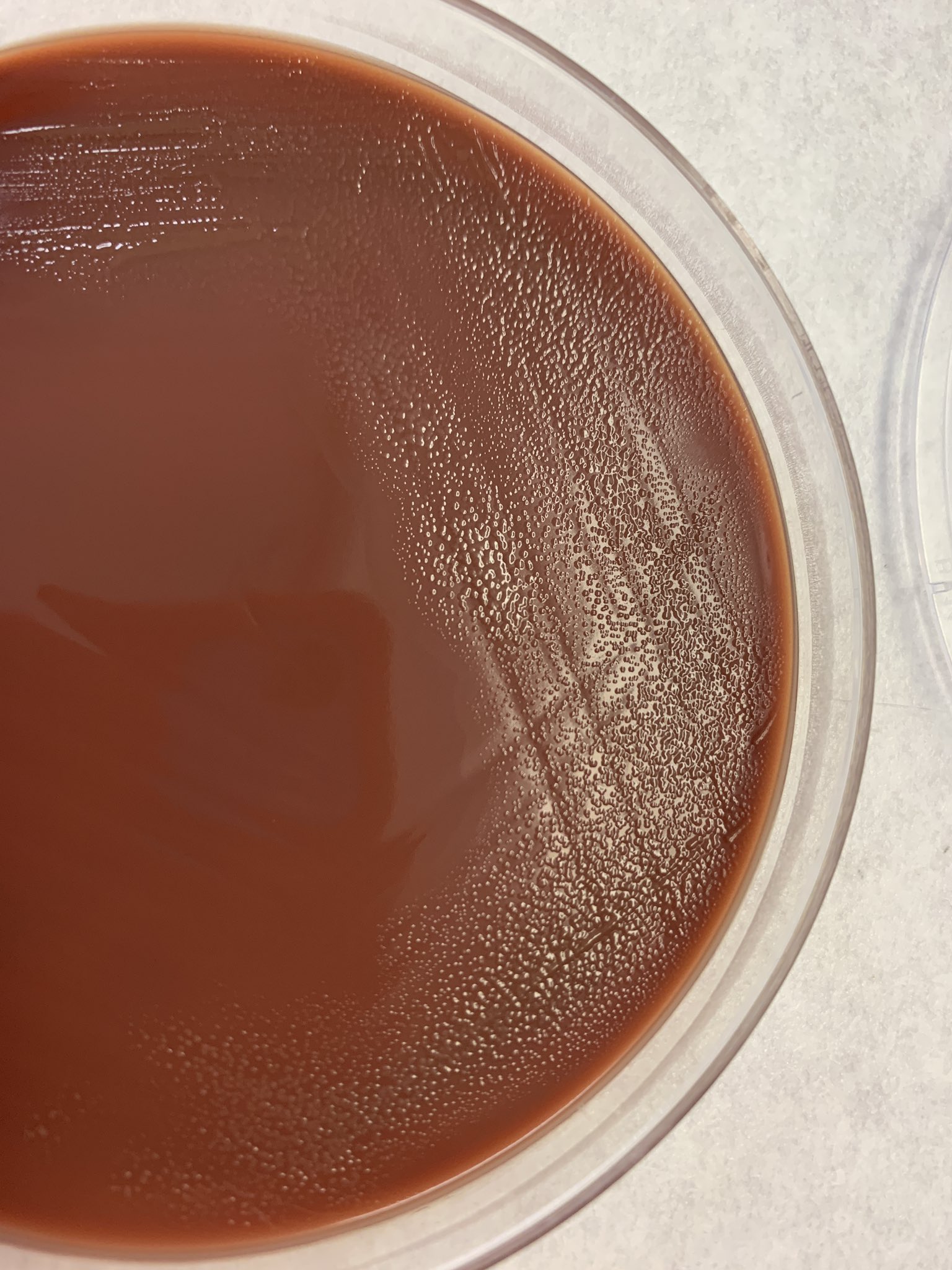 Haemophilus Ducreyi Chocolate Agar