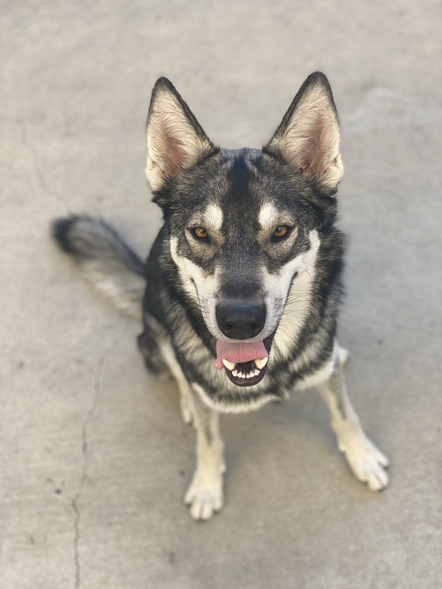 Gerberian Shepsky Full Grown