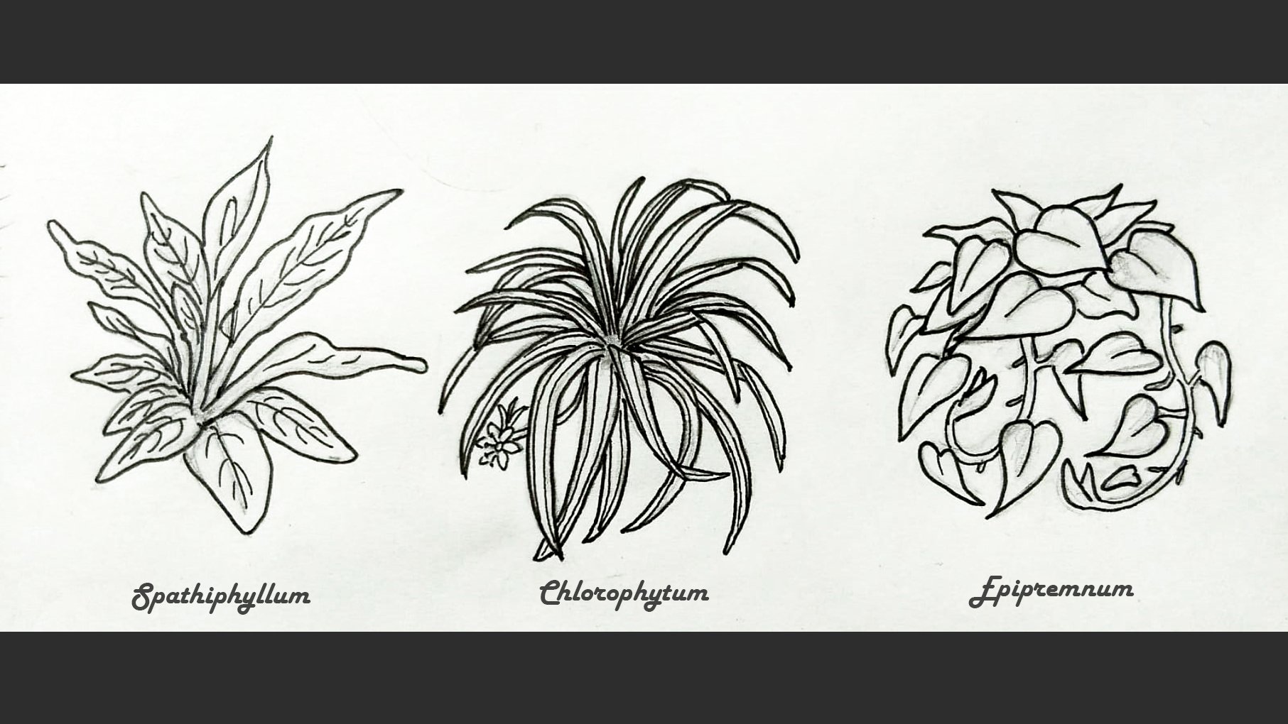 Epiphyte Plant Drawing