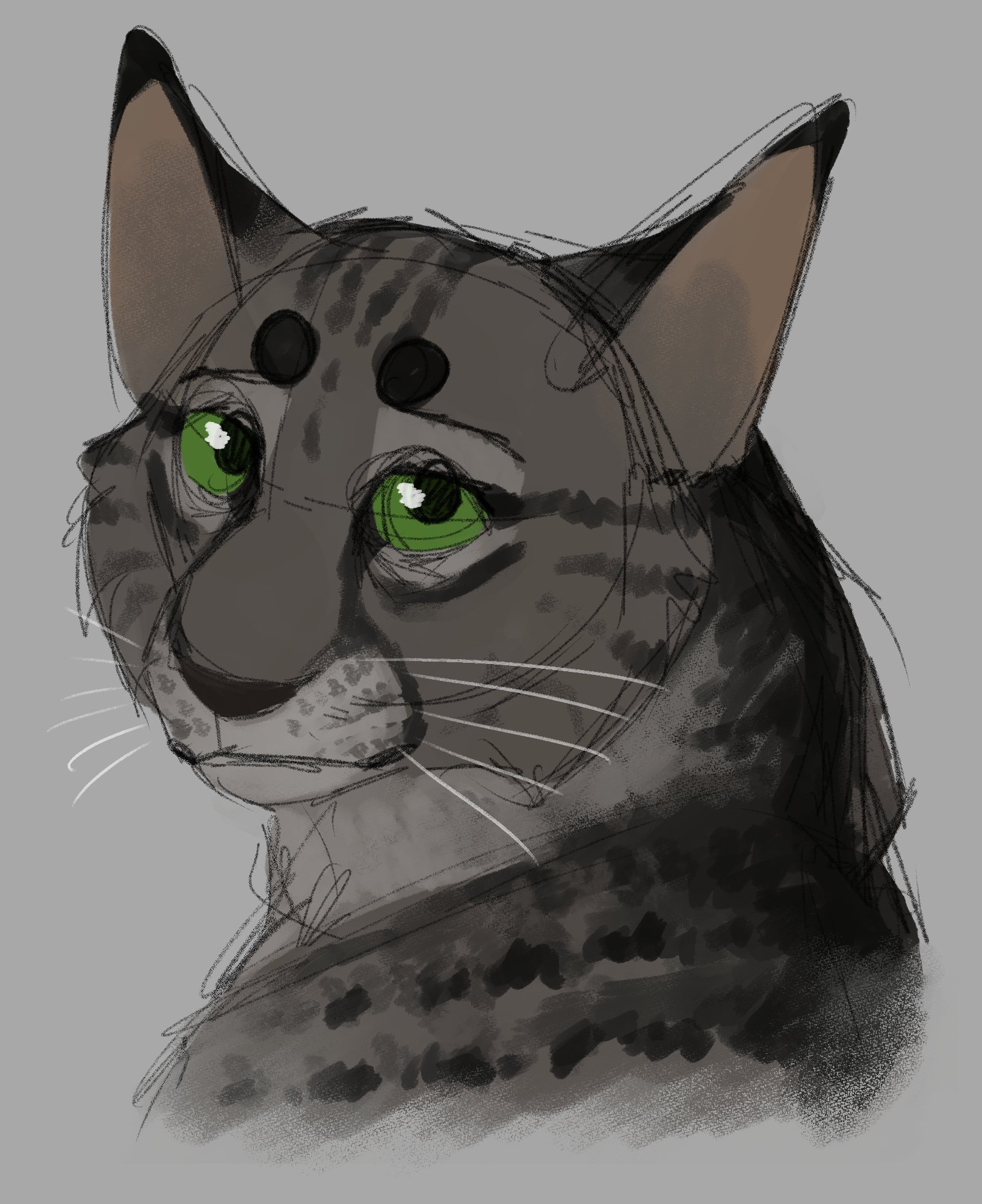 Brindleface Warriors