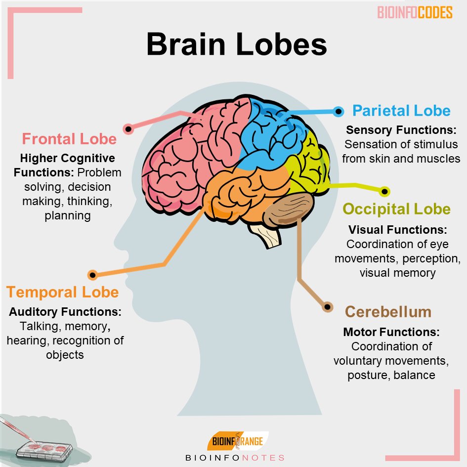 Functions Of The Brain Lobes
