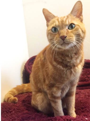 ねこにも@猫に人生捧げてる人 (@nekonimocats) | Twitter