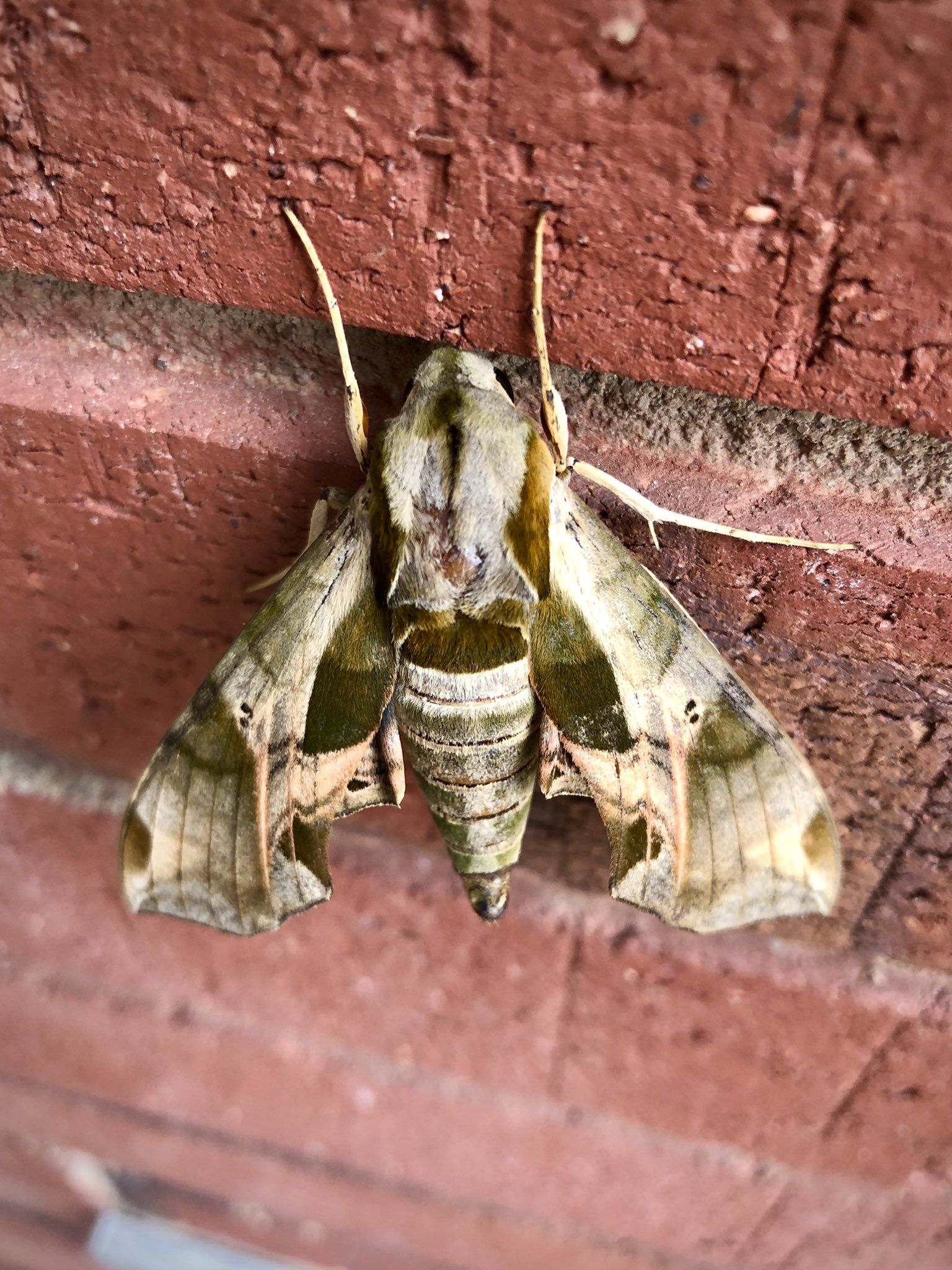 Camo Moth With Pattern