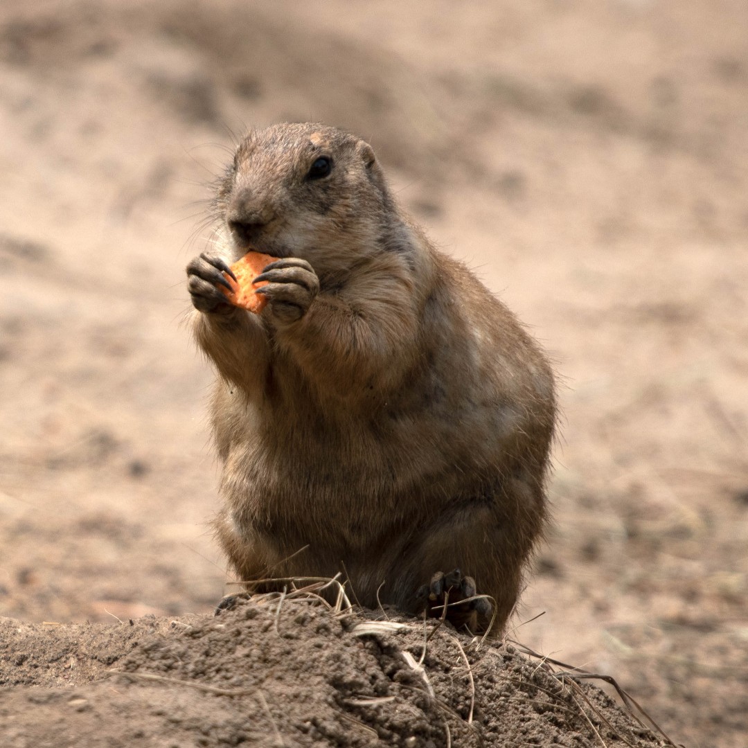 Do Squirrels Eat Dog Poop