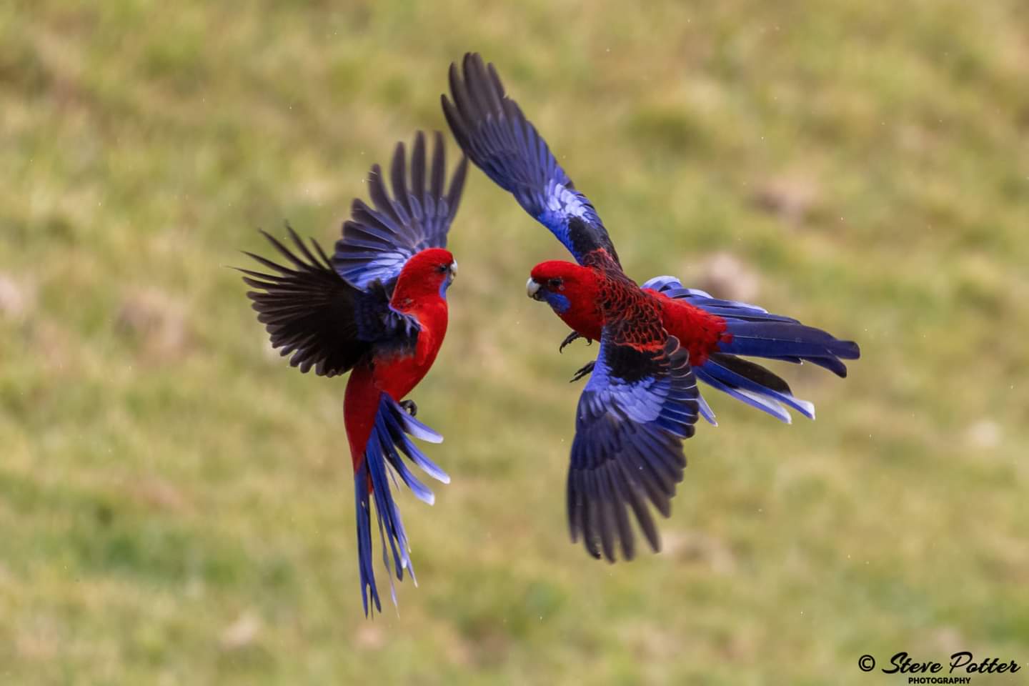 Crimson Rosella Flying