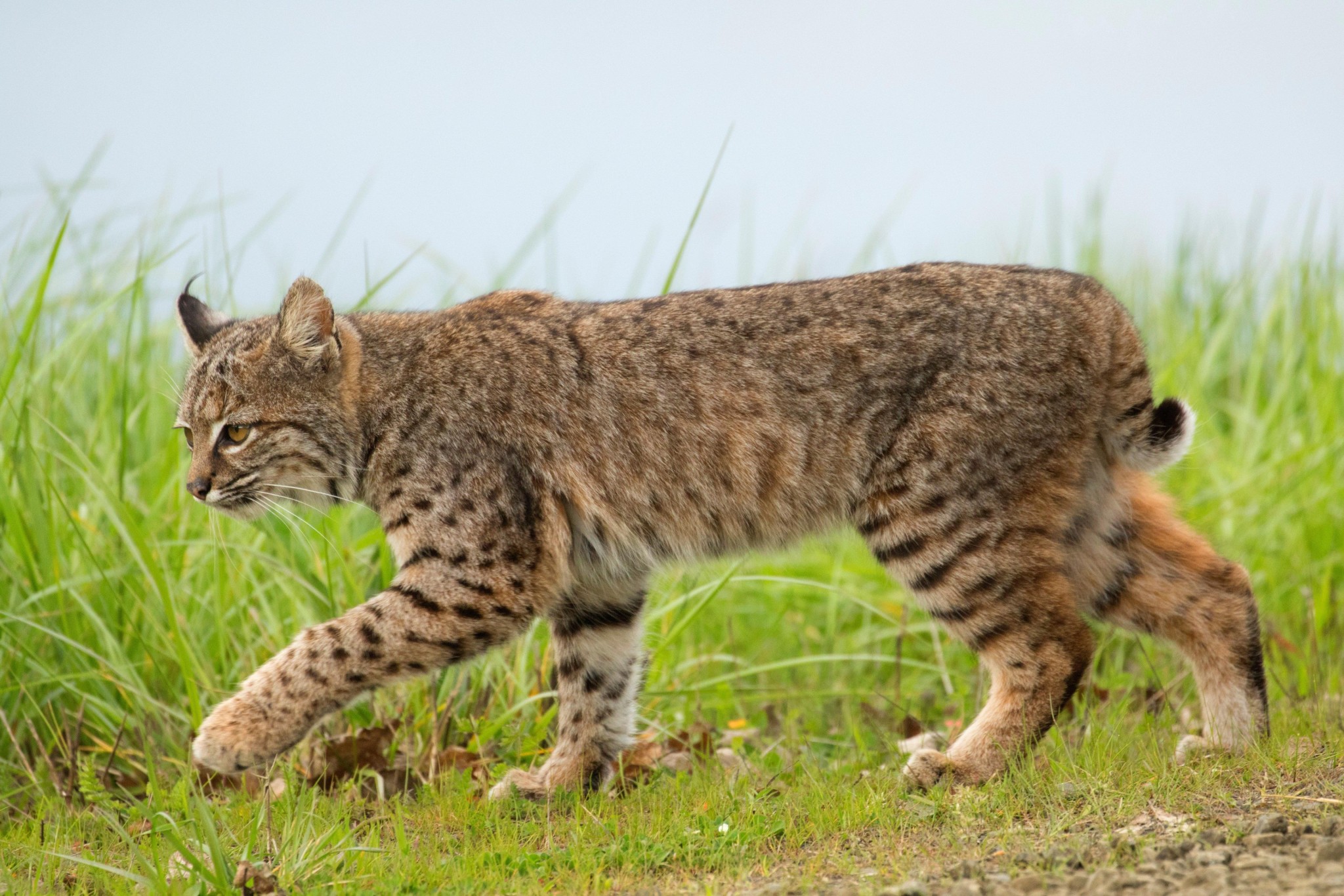Bobcat Ears