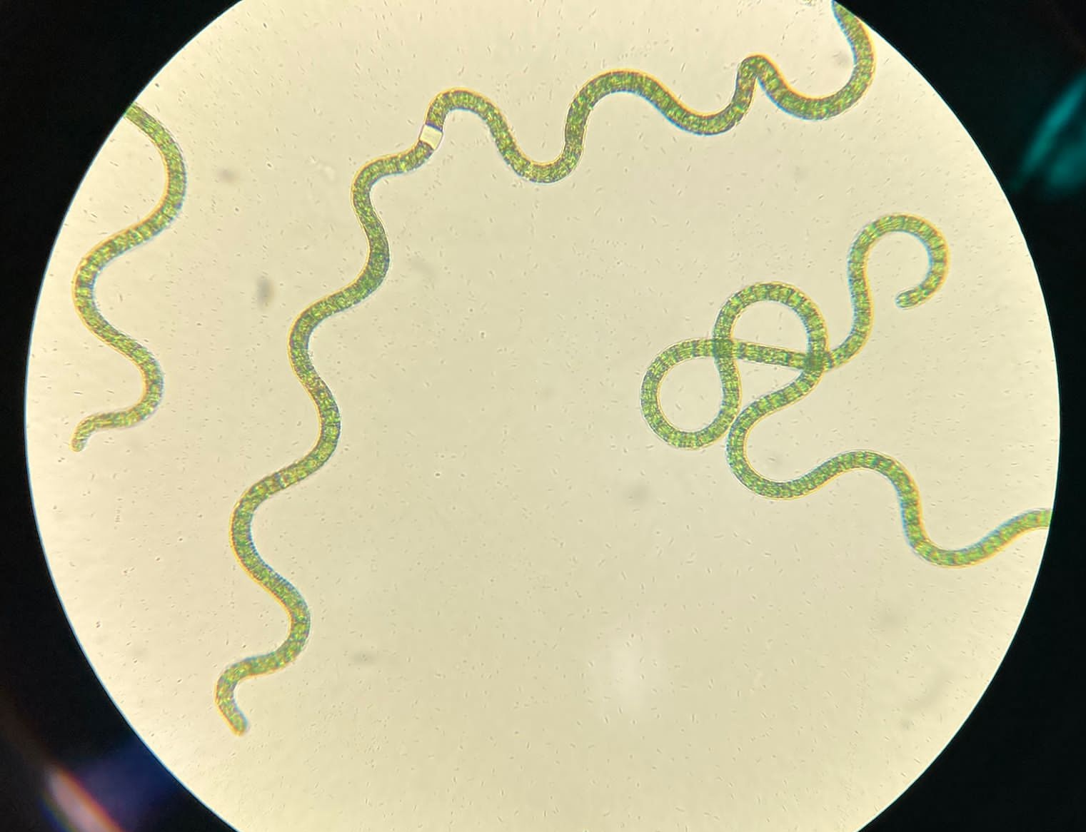 Spirulina Algae Microscope