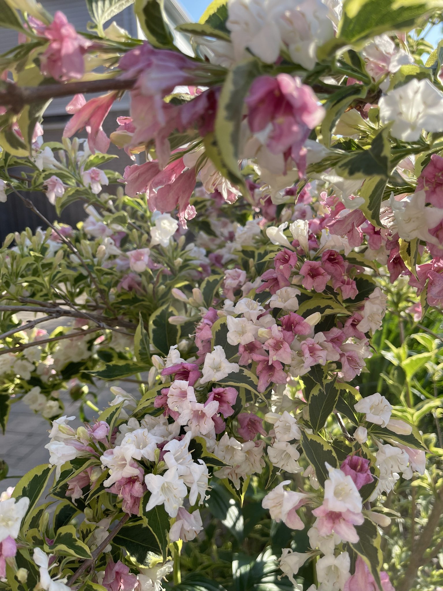 TW Pornstars - 2 pic. Cherry Devivre. Twitter. Backyard is blooming 🌸. 11:01 PM - 9 Jun 2021