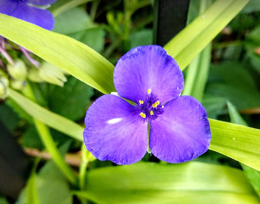 Rotational Symmetry Flower Symmetry Complete Guide For Class 6 Math