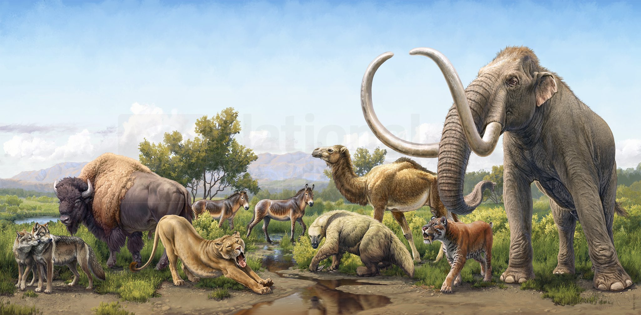 Pleistocene Megafauna