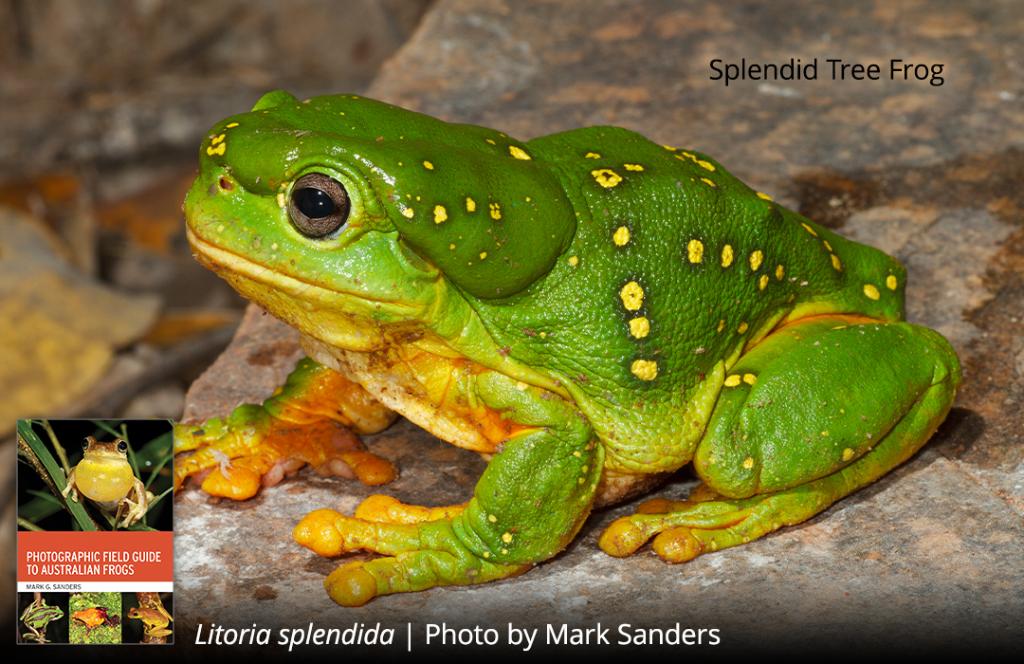 Splendid Leaf Frog