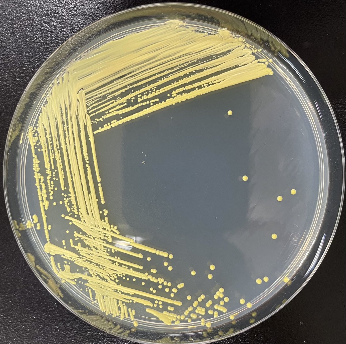 Agar Slant Tube Culture Of Kocuria Rhizophila (Micrococcus, 55% OFF