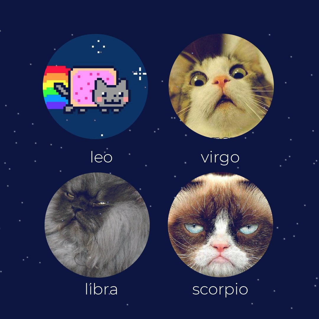 Zodiac signs as cat memes 60 photos - Astrologytoyou.com