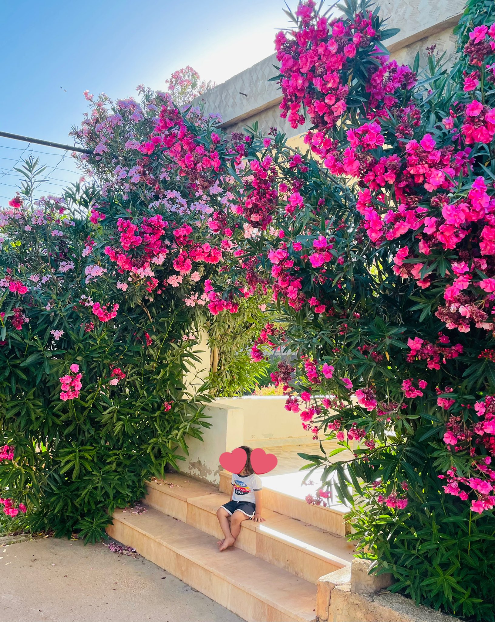Purple Oleander Tree