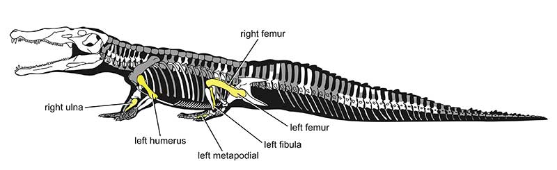 Crocodile Skeleton Diagram